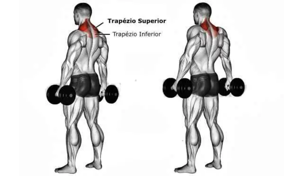 Trapézios impressionantes: 5 exercícios que você precisa conhecer!