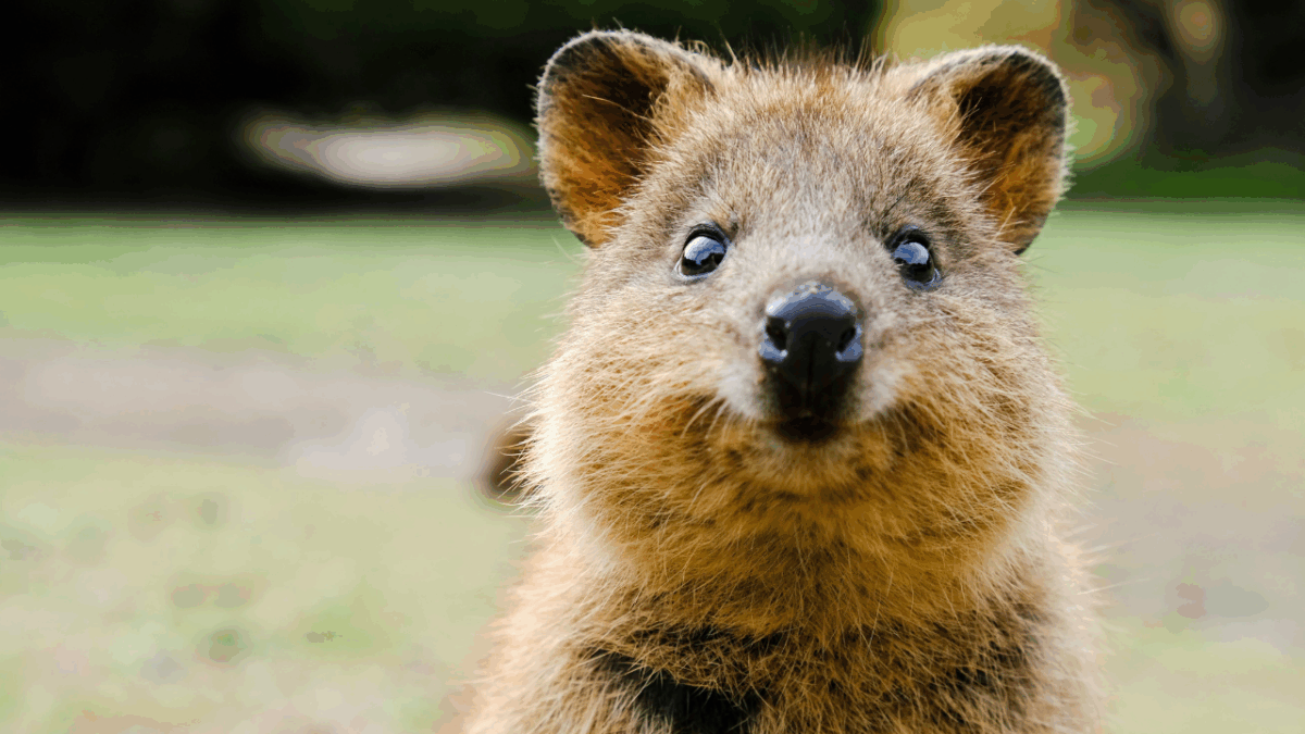 Você conhece o Quokka, o animal mais feliz do mundo?